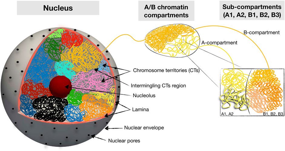 what is chromatin in a cell