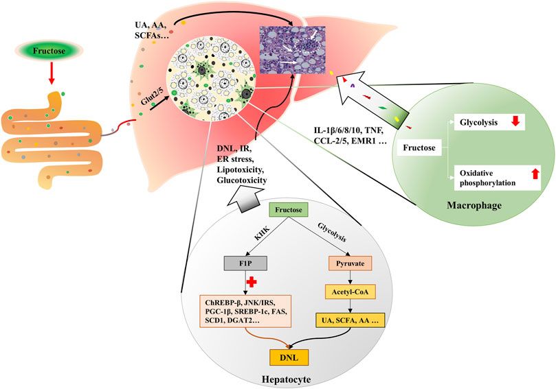 fructose malabsorption alcohol