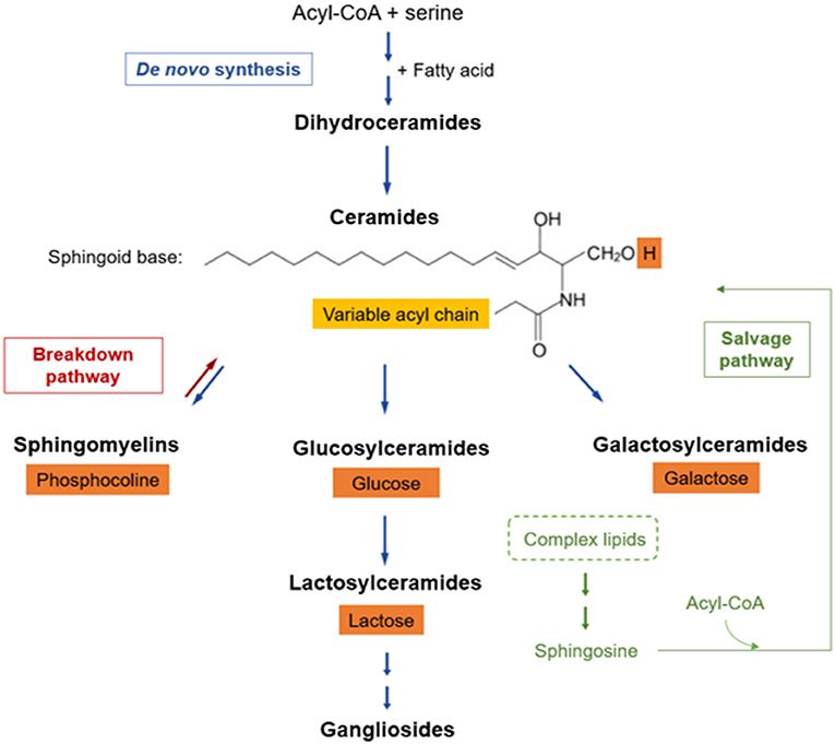 sphingolipids example