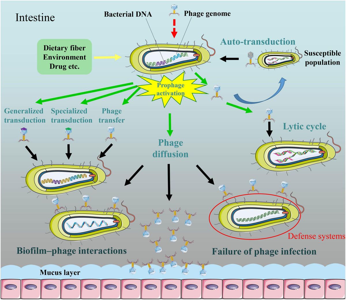 Transduction In Bacteria