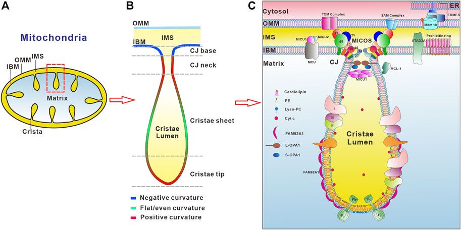 mitochondrial membrane structure