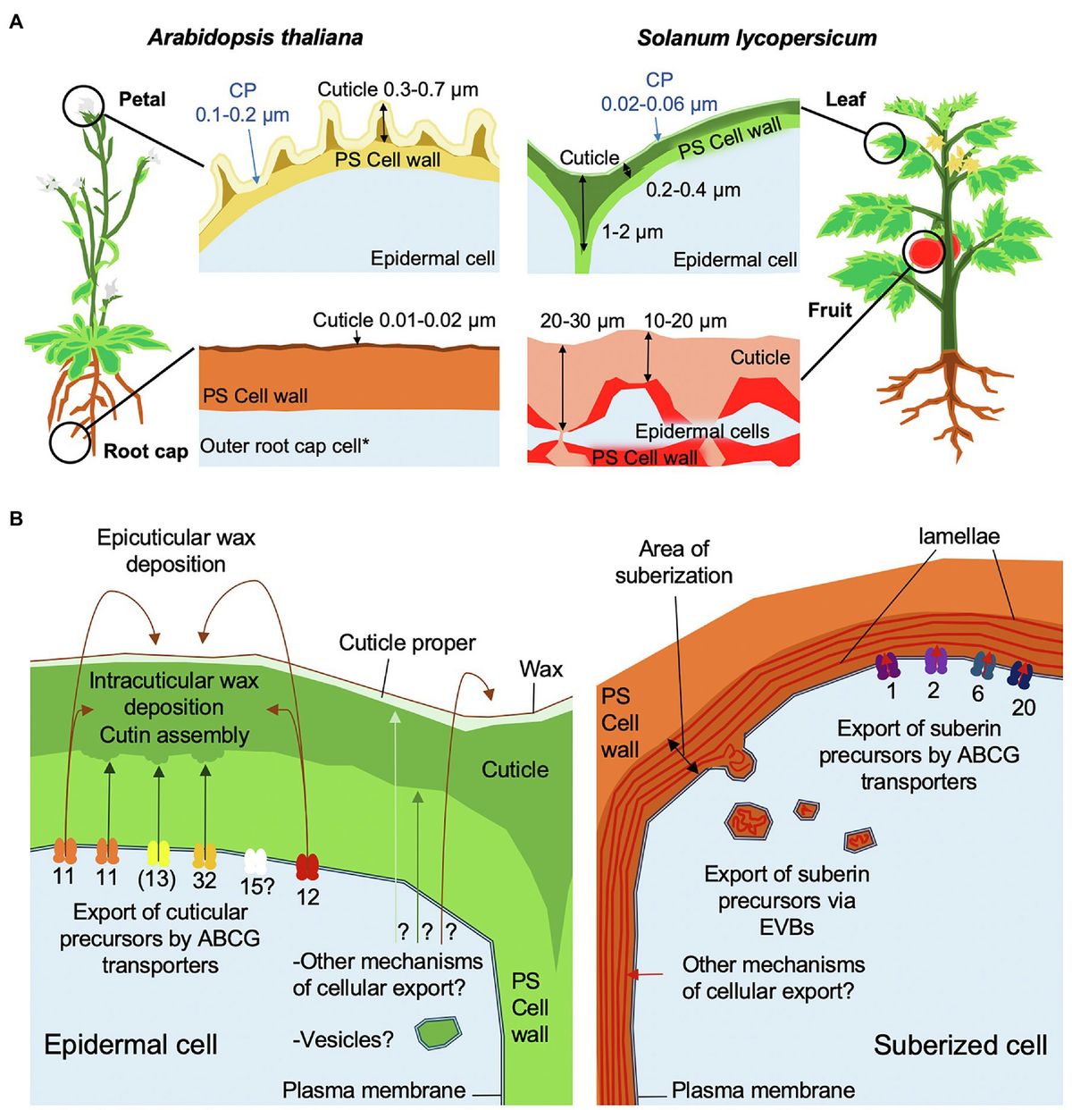 leaf cuticle composition