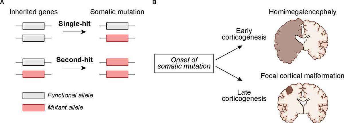 somatic mutation disease examples
