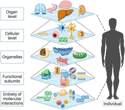 cancer cell structure and function