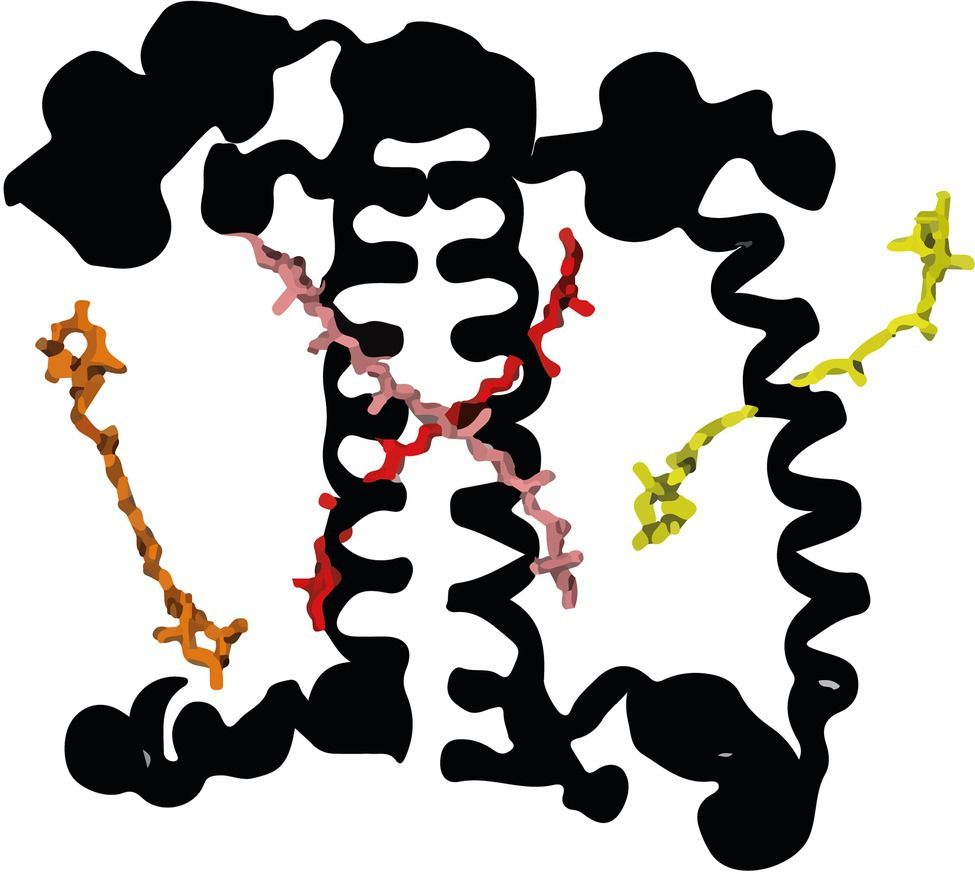 xanthophyll structure and function