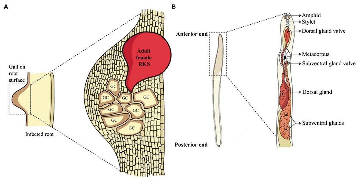 nematode diagram simple