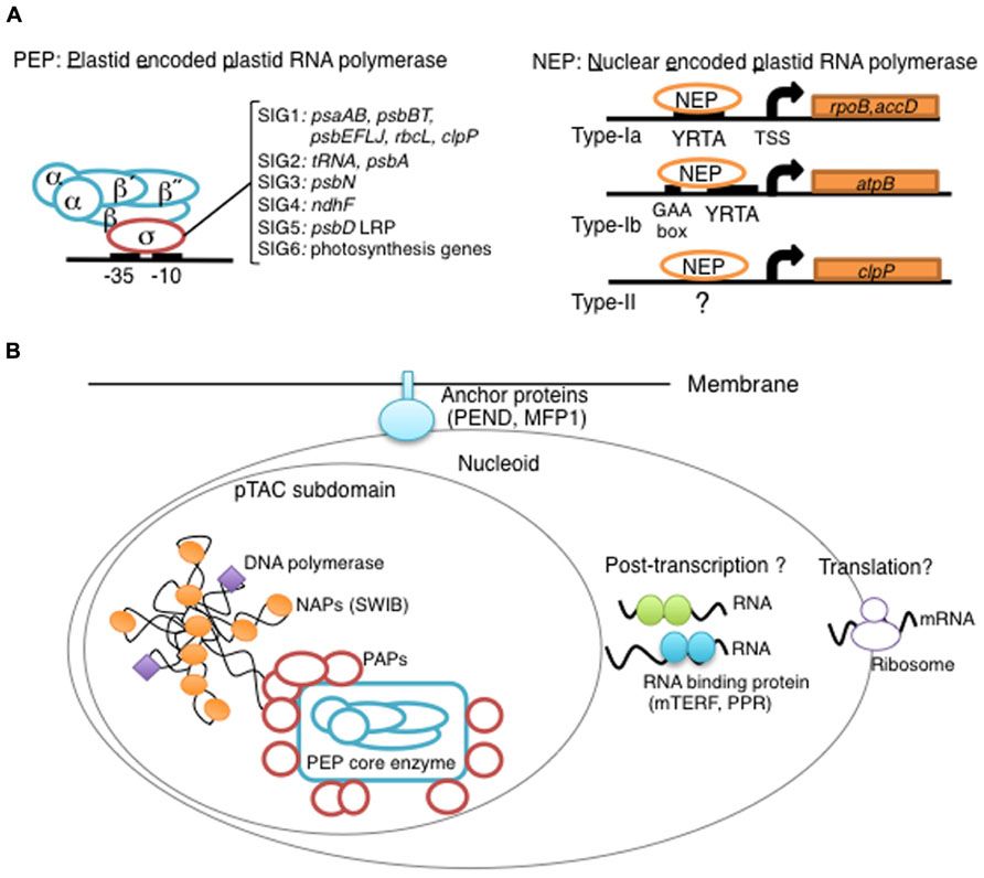 dna function in chloroplast