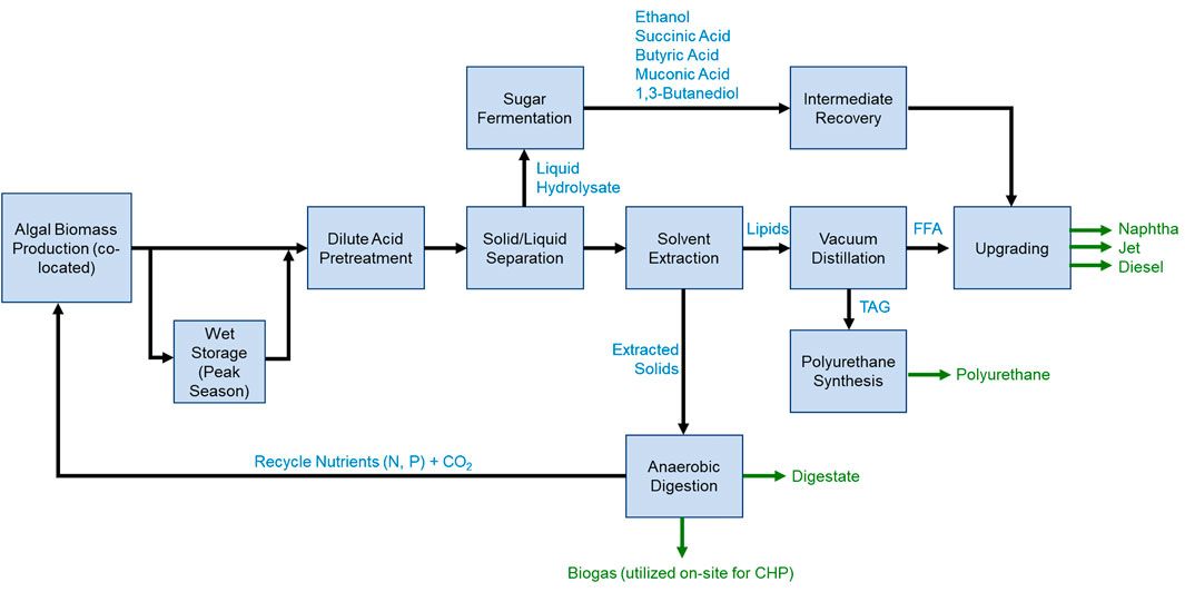 algae biofuel process diagram