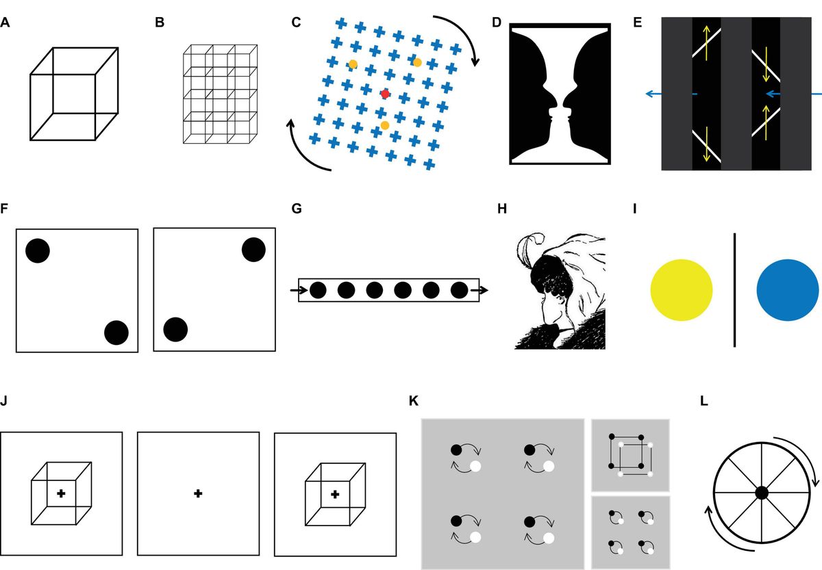 neuroscience articles for shape perception