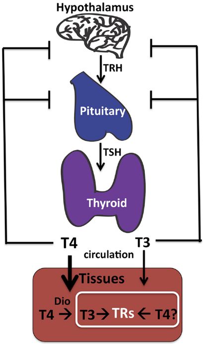 thyroid eminence