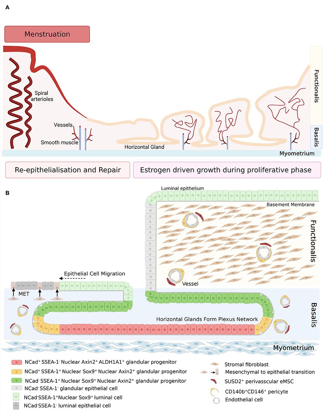 endometrial basalis