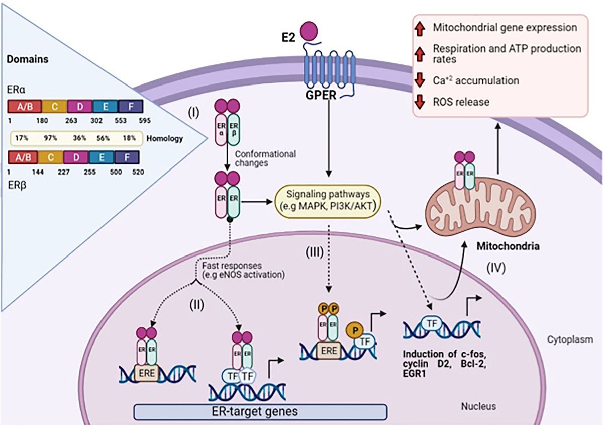 estrogen receptor structure