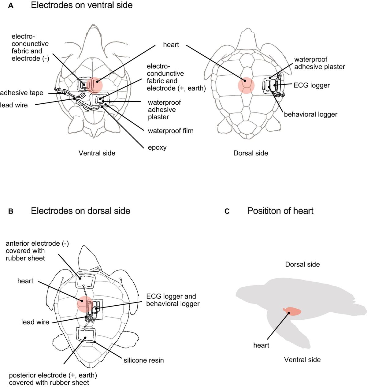 turtle method exercise