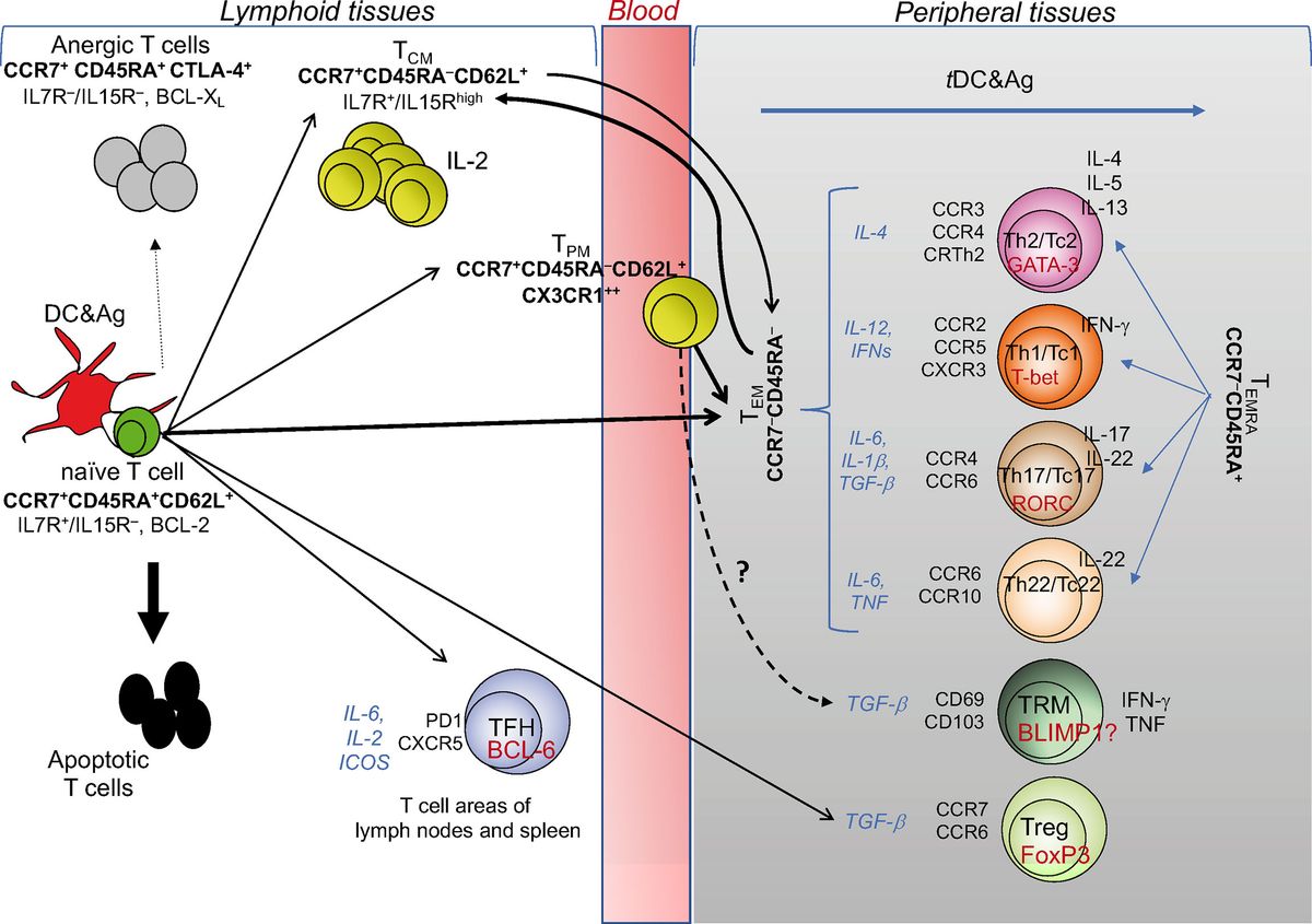 memory t cells function