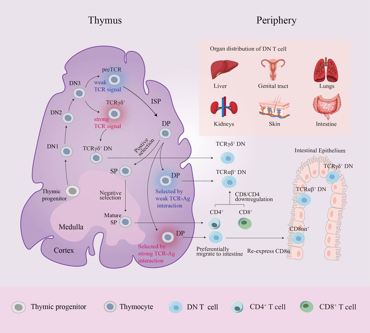 suppressor t cells cd