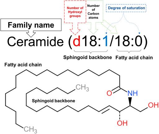 ceramide structure mcat