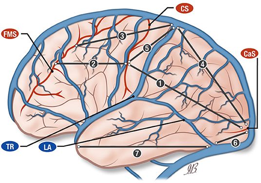 cranial vein