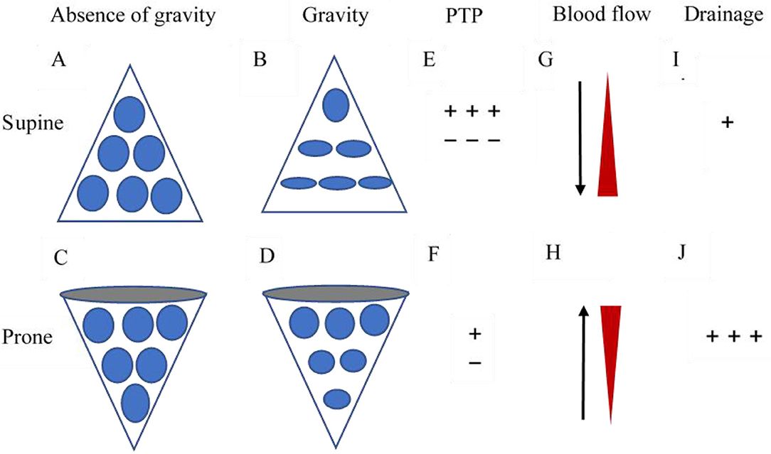 prone position ards physiology