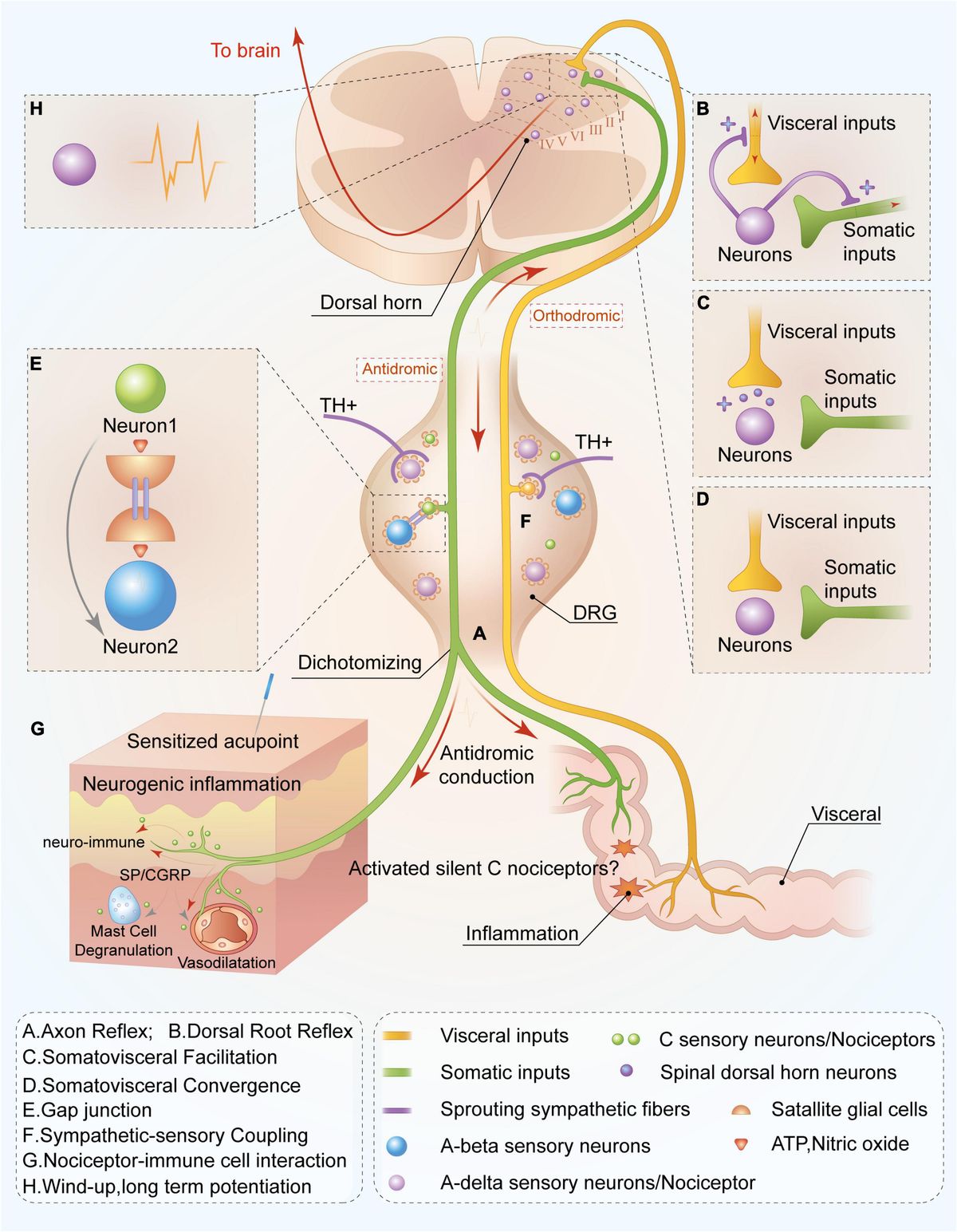 peter donato impulse dynamics
