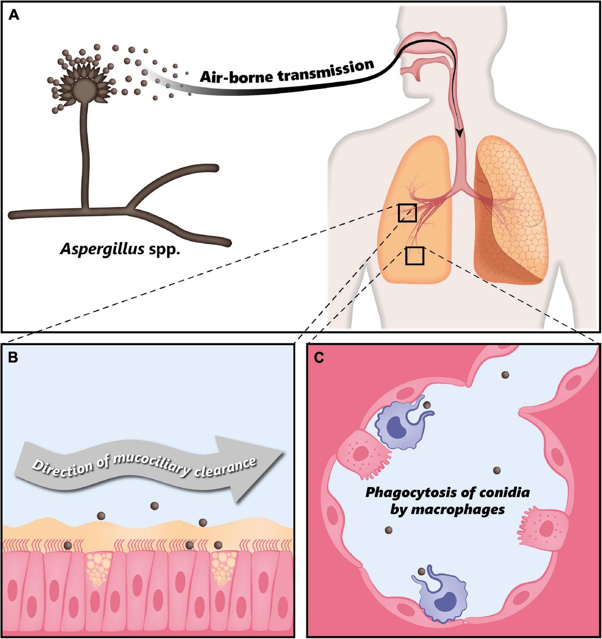 aspergillus nidulans complex