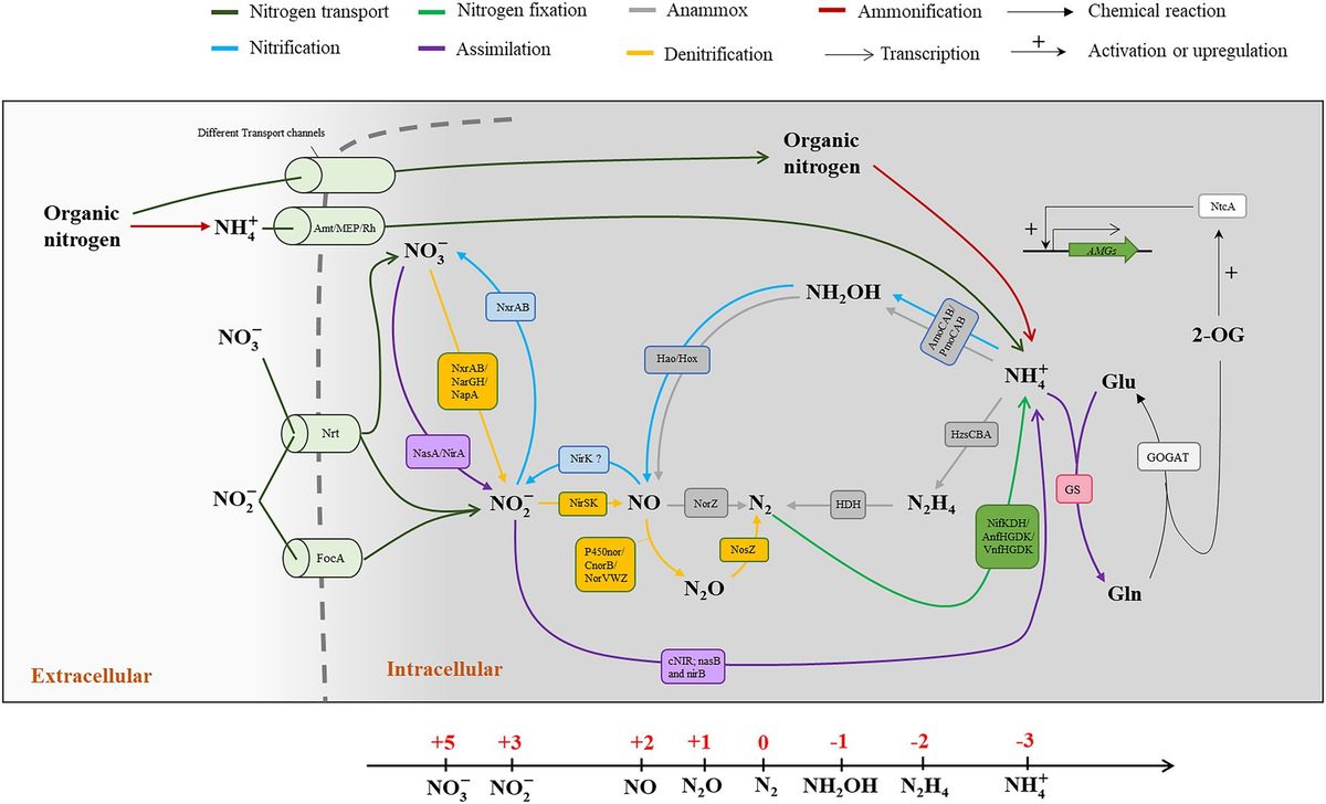nitrogen cycle global warming