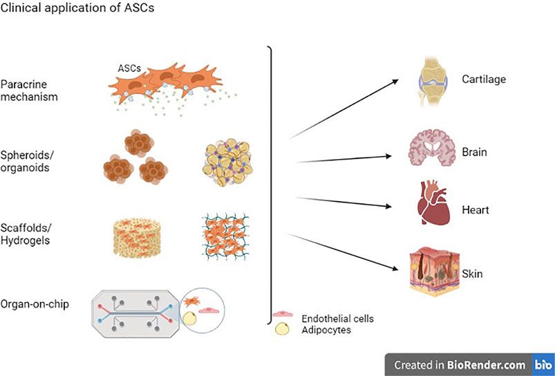 adipose derived stem cells