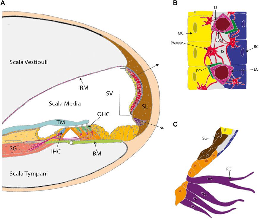 stria vascularis function