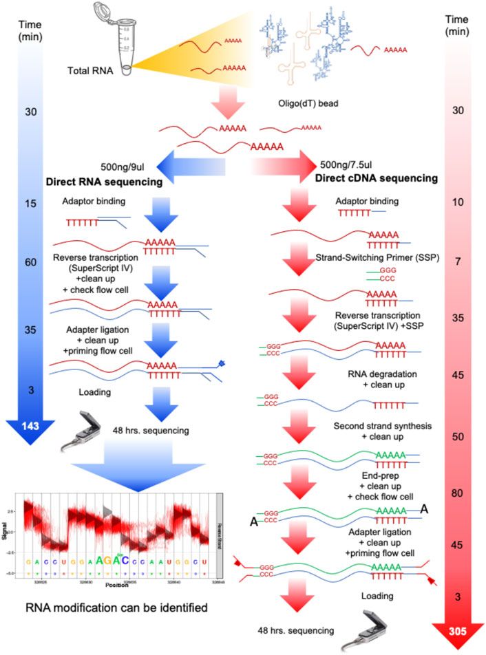 cdna synthesis protocol