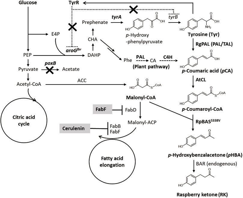 raspberry ketone functional groups