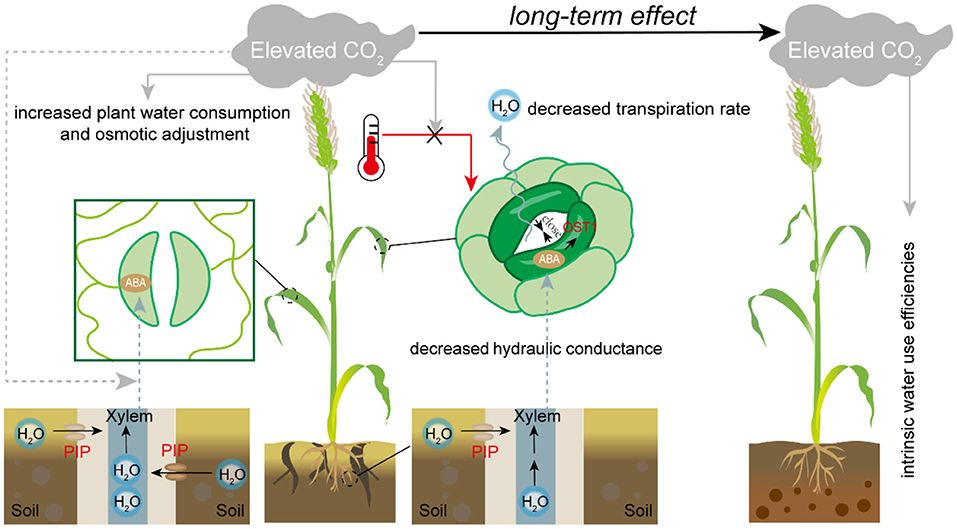 stomatal conductance