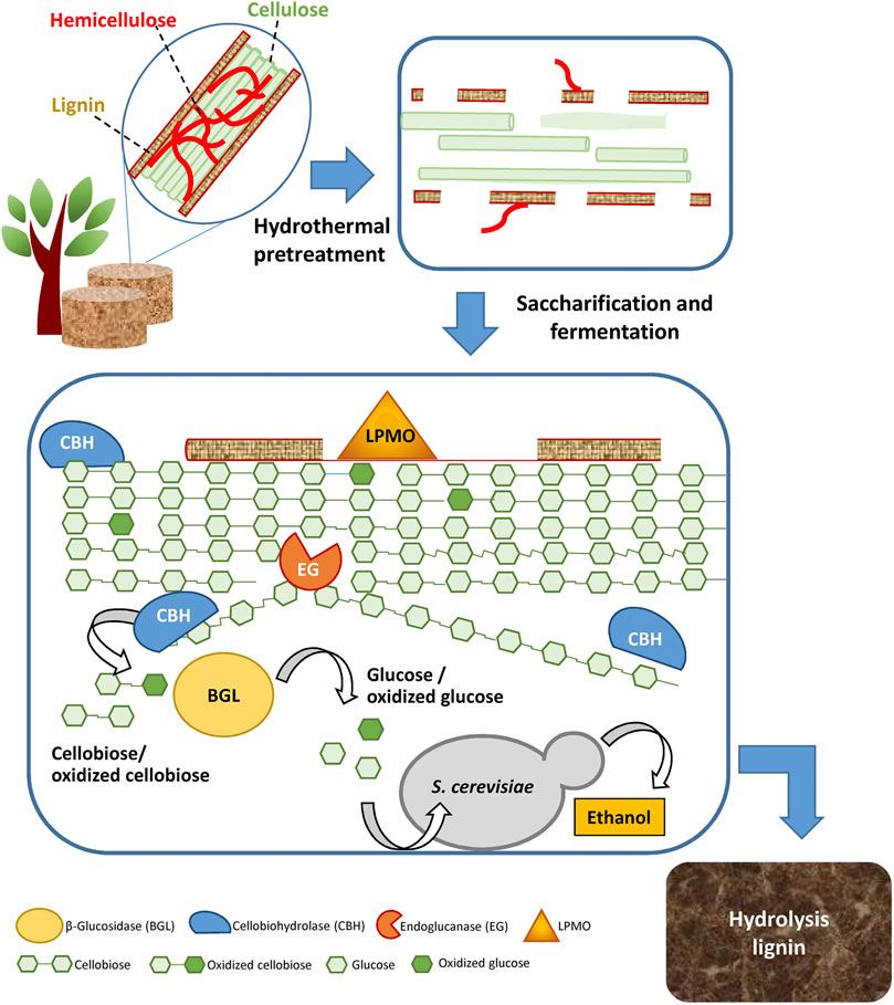 lignocellulosic materials examples