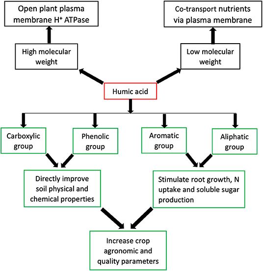 humic acid source