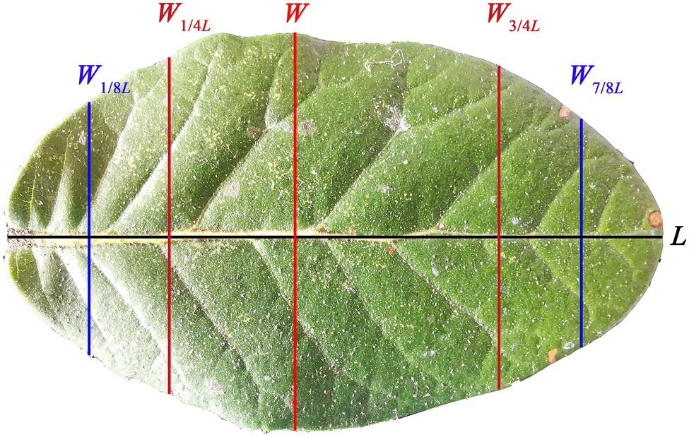 leaf area ratio formula