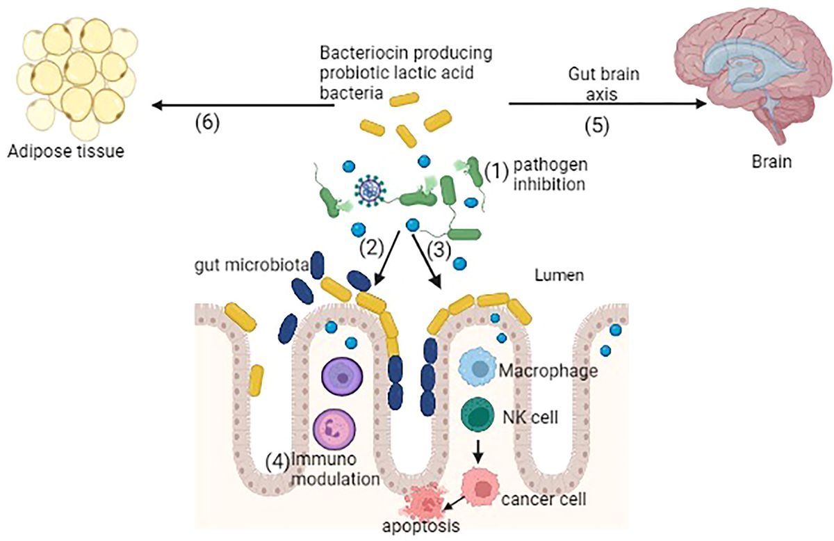 lactis bacillus bacteria