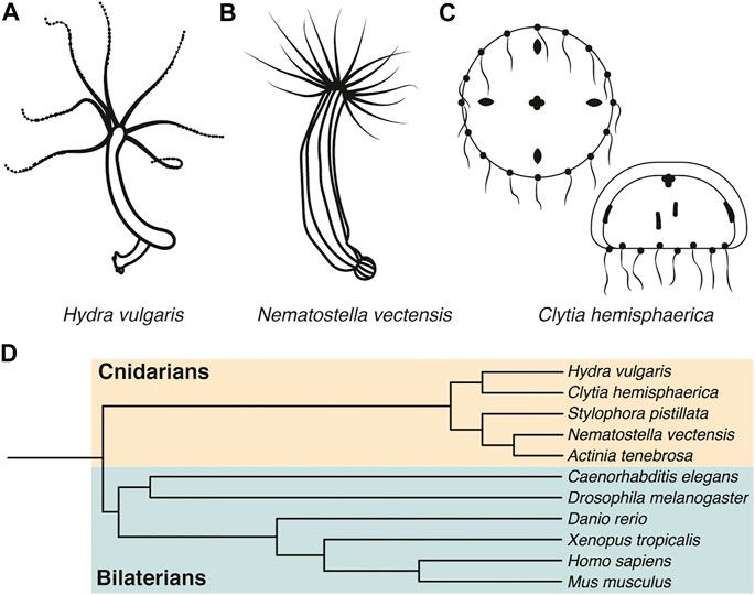 cnidaria examples hydra