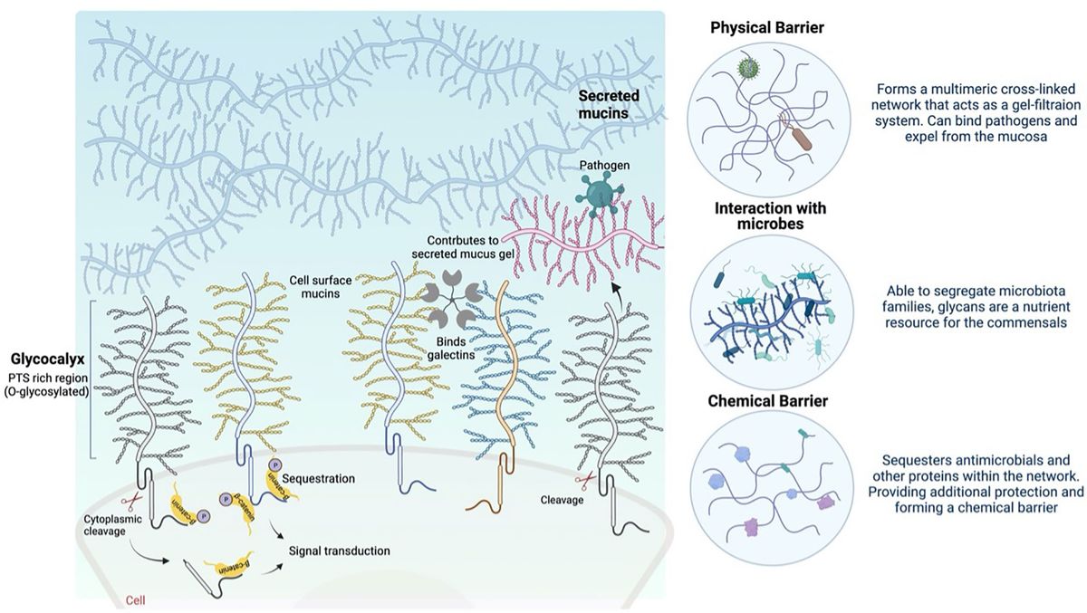 mucous membrane secretion