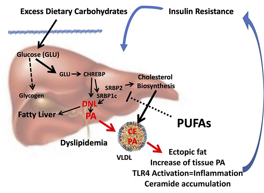 palmitic acid structure and function