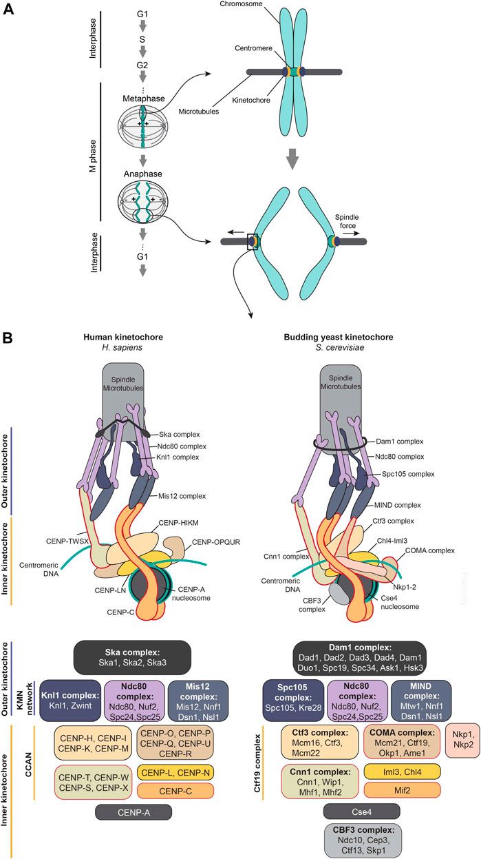 kinetochore structure