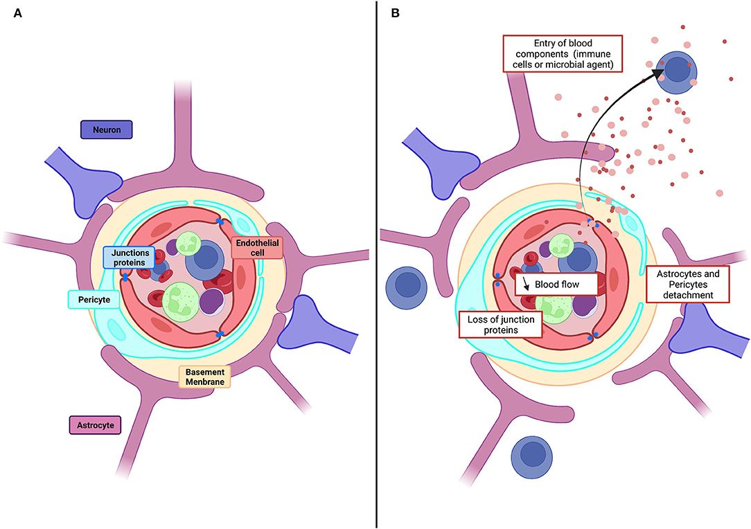astrocytes function in bbb