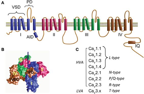 calcium structure type