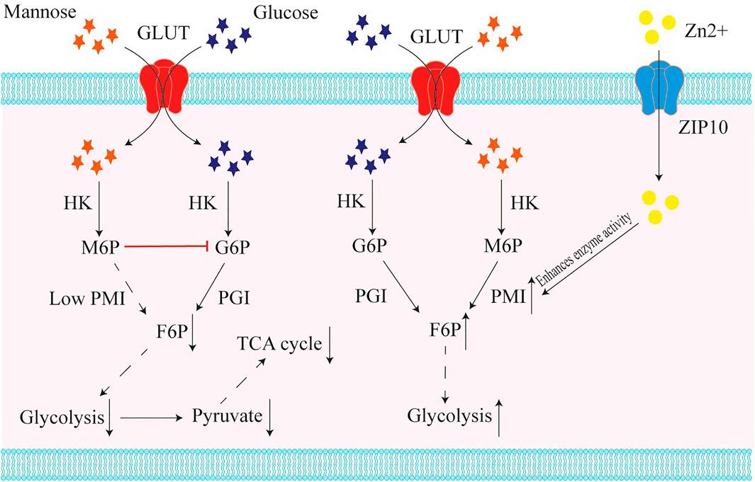 beta l mannose structure