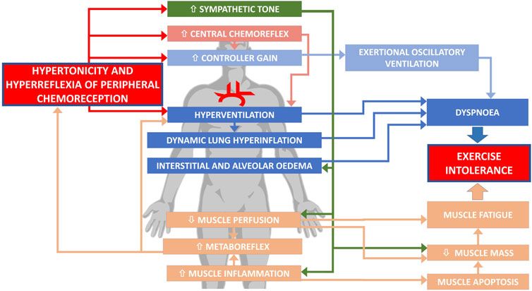 peripheral chemoreceptors