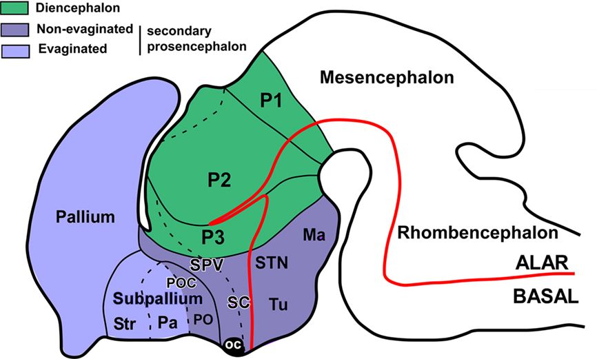 prosencephalon
