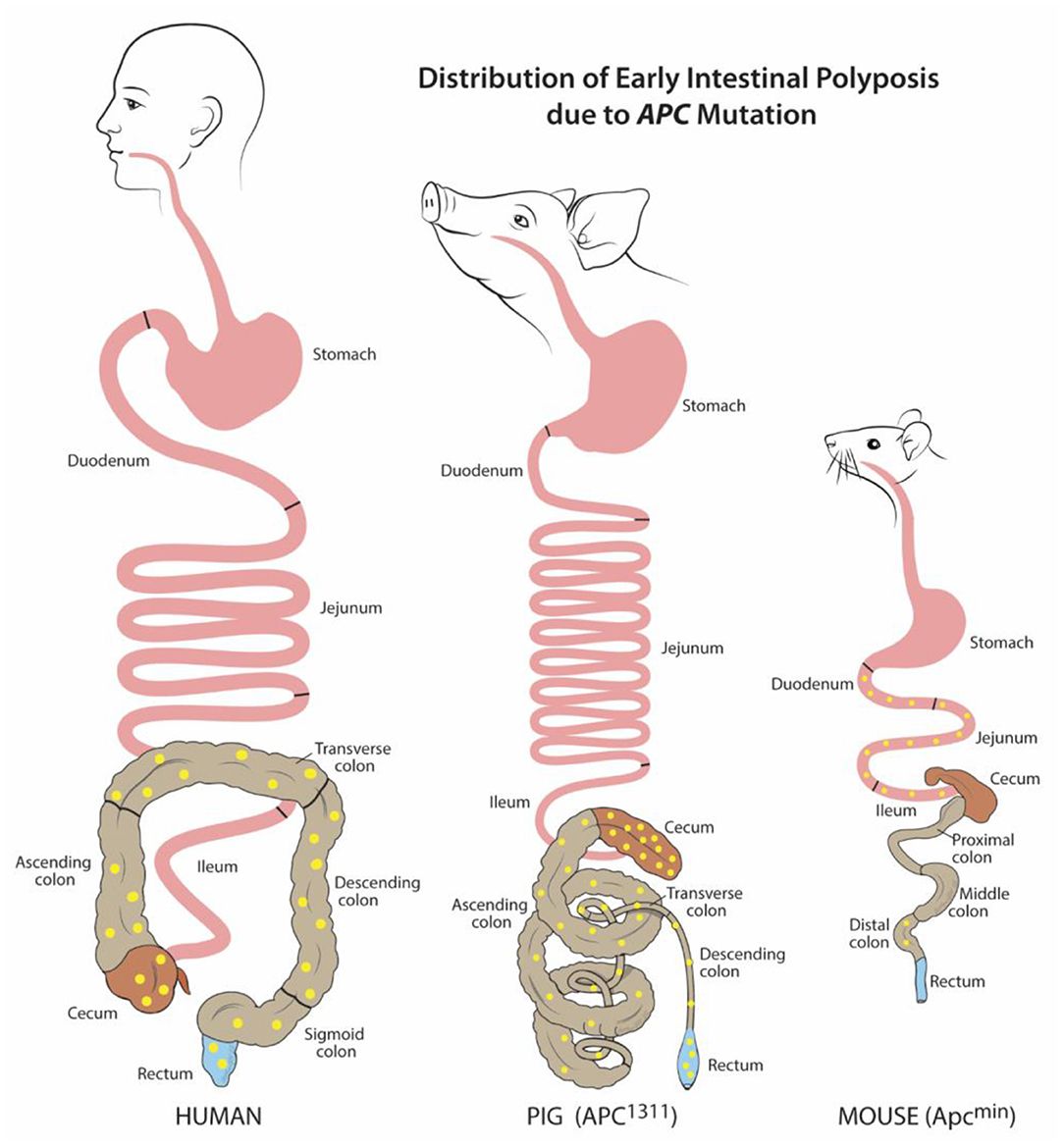 fetal pig colon function