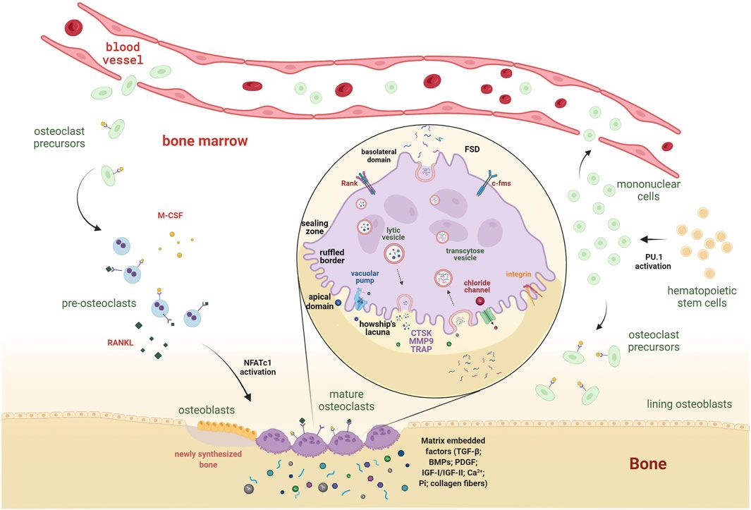 osteoclast cell structure