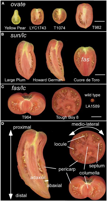 tomato cell size
