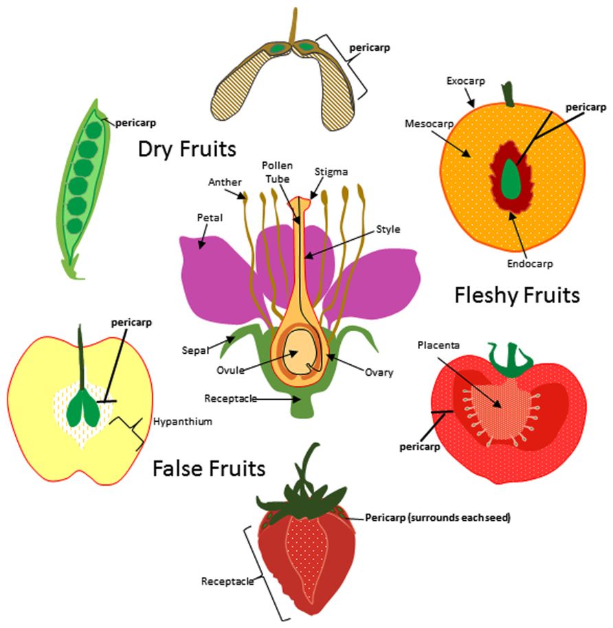 silique fruit examples