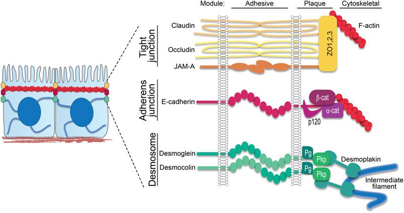 hemidesmosomes integrins