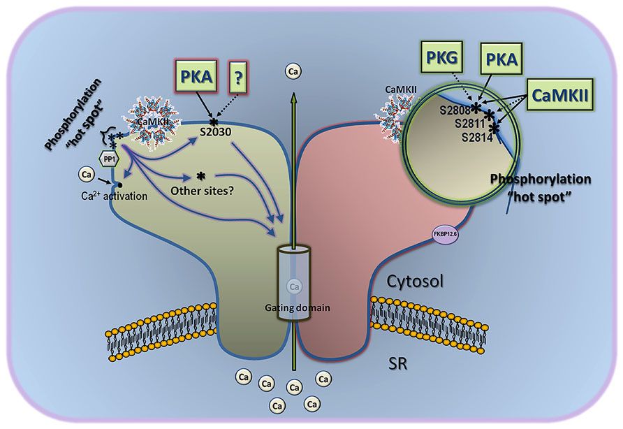 receptor phosphorylation