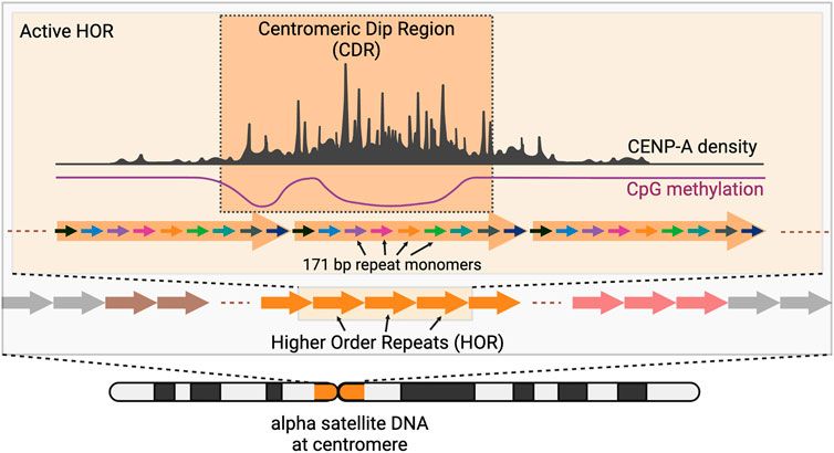 centromere abs